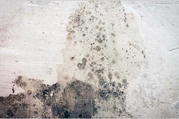 Dinding Lembab Dan Berjamur? Begini Cara Mengatasinya - Edupaint